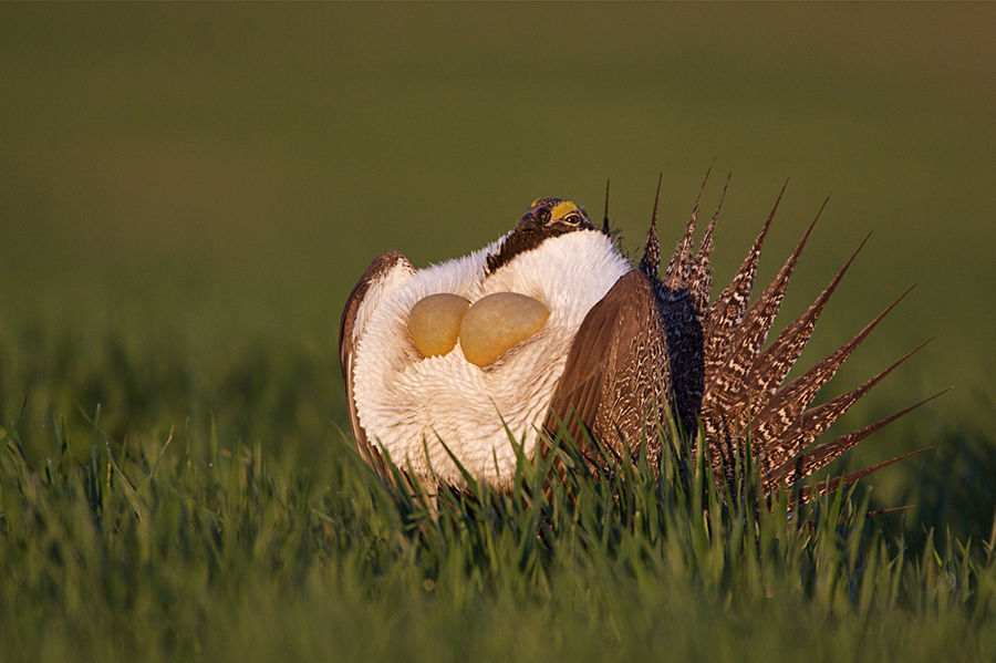 Victory! Court Reverses Approval of Caldwell Canyon Mine – Advocates ...