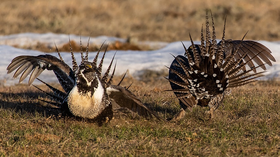 A Sweeping Victory for Sage-Grouse! – Advocates for the West